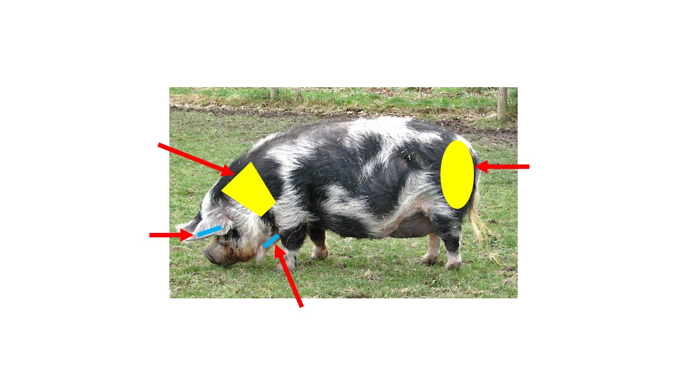 Pig Injection Sites